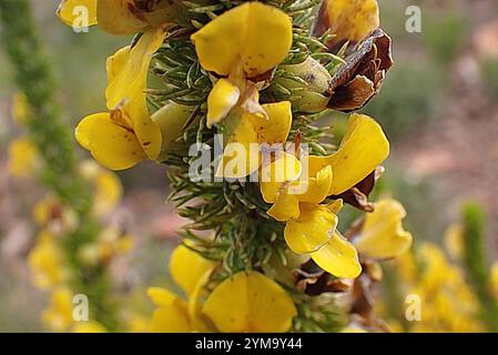 Goldensceptre Capegorse (Aspalathus sceptrum-aureum) Plantae Stock ...