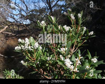 coastal beard-heath (Leucopogon parviflorus Stock Photo - Alamy