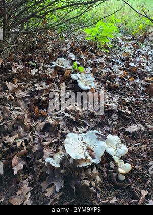 Giant Funnel (Aspropaxillus giganteus Stock Photo - Alamy