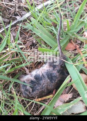 Old World Mice and Rats (Muridae Stock Photo - Alamy