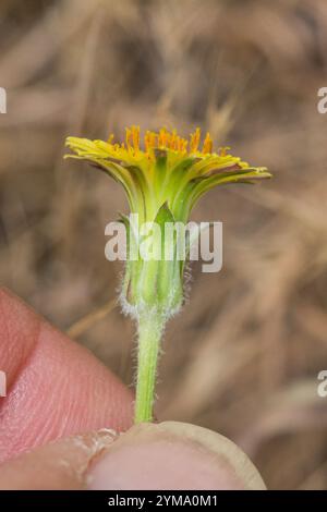 spearleaf agoseris (Agoseris retrorsa Stock Photo - Alamy