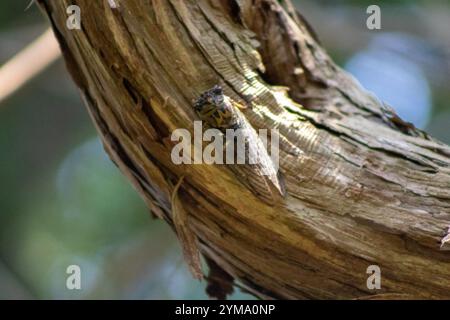 Coastal Scissors Grinder Cicada (Neotibicen latifasciatus Stock Photo ...