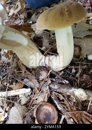noble bolete (Boletus nobilis Stock Photo - Alamy