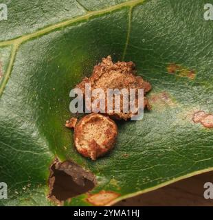 Oak Leaf Gall Midge (Polystepha pilulae Stock Photo - Alamy