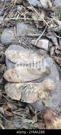 Pride of Bolivia (Tipuana tipu Stock Photo - Alamy