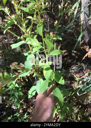 Swamp Goldenrod (Solidago patula Stock Photo - Alamy