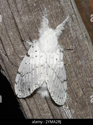 Dot-lined White (Artace cribrarius) Insecta Stock Photo - Alamy