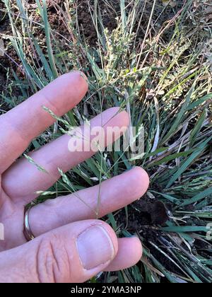 Smooth Witchgrass (Panicum dichotomiflorum Stock Photo - Alamy