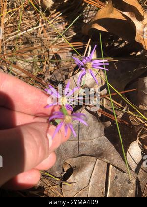Eastern Silver Aster (Symphyotrichum concolor Stock Photo - Alamy
