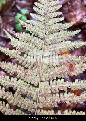 silvery glade fern (Deparia acrostichoides Stock Photo - Alamy