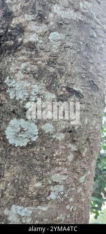 Pacara Earpod Tree (Enterolobium contortisiliquum) Plantae Stock Photo ...