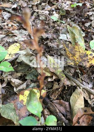 Beechdrops (Epifagus virginiana Stock Photo - Alamy