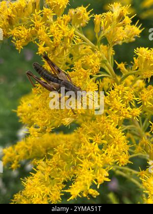 Spur-throated Grasshoppers (Melanoplinae Stock Photo - Alamy