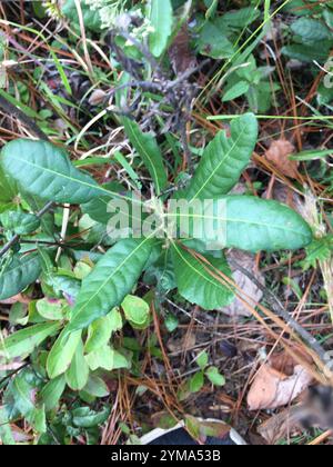 southern bayberry (Morella caroliniensis Stock Photo - Alamy