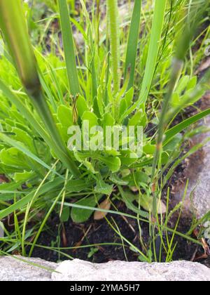 African oxeye (Dimorphotheca nudicaulis Stock Photo - Alamy