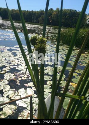 Branching Bur-reed (Sparganium androcladum Stock Photo - Alamy