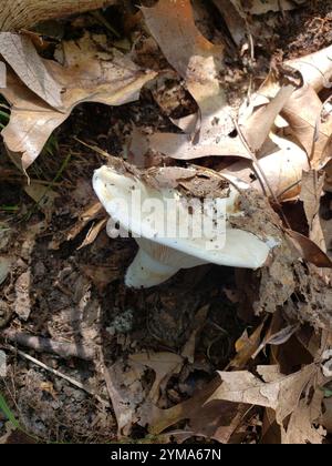 Short-stemmed Russula (Russula brevipes Stock Photo - Alamy