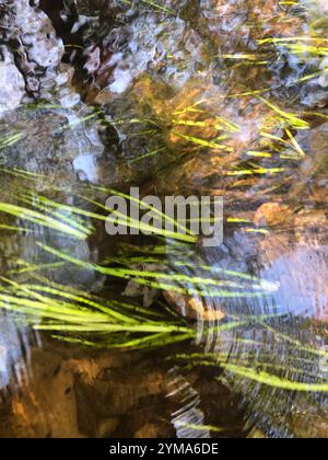 American bur-reed (Sparganium americanum Stock Photo - Alamy