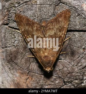 Eight-spot Moth (Amyna stricta) Insecta Stock Photo - Alamy