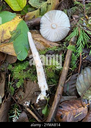 Western Grisette (Amanita pachycolea Stock Photo - Alamy