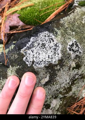 concentric boulder lichen (Porpidia crustulata Stock Photo - Alamy
