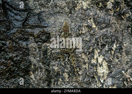 Masters of Disguise: The Camouflage Skills of Blanford's Rock Agama in ...