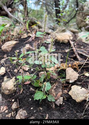 three-seeded mercuries (Acalypha Stock Photo - Alamy