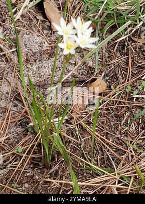 crowpoison (Nothoscordum bivalve Stock Photo - Alamy