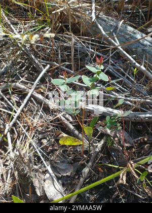 Virginia marsh St. John's-wort (Hypericum virginicum) Plantae Stock ...