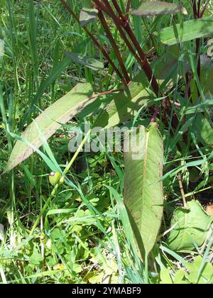 Slender Dock (Rumex brownii Stock Photo - Alamy