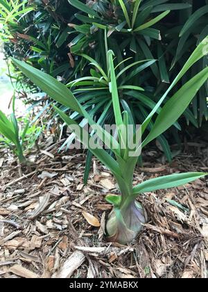 Chinese Crown Orchid (Eulophia graminea Stock Photo - Alamy