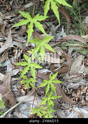 Alamo vine (Distimake dissectus Stock Photo - Alamy