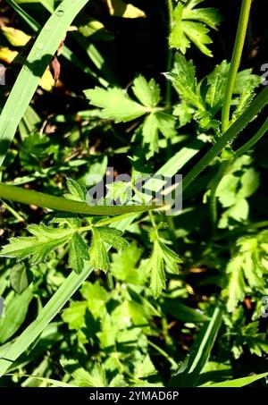 Ranunculus multifidus Ranunculus multifidus Stock Photo - Alamy