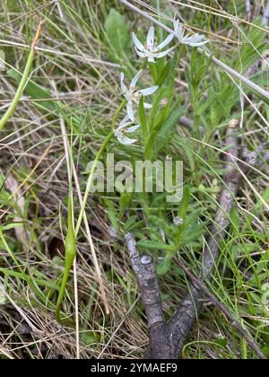 Early Nancy (Wurmbea dioica Stock Photo - Alamy