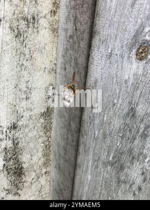 Asian Paper Wasp (Polistes chinensis Stock Photo - Alamy