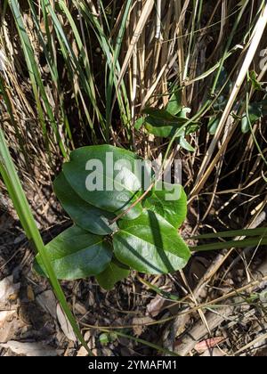 Austral Sarsaparilla (Smilax australis Stock Photo - Alamy
