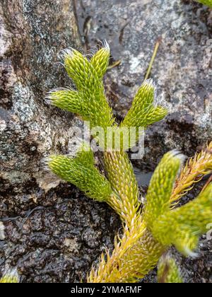 arctic stag's-horn clubmoss (Lycopodium lagopus Stock Photo - Alamy