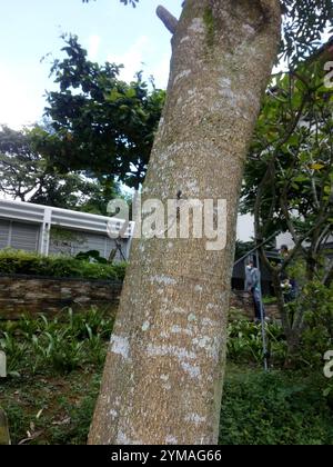 Sumatran Flying Dragon (Draco sumatranus Stock Photo - Alamy