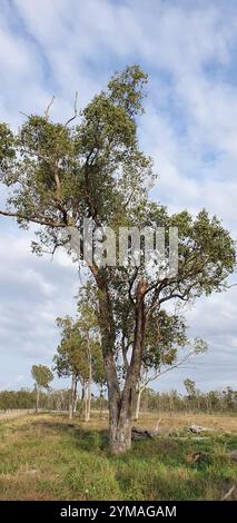 Poplar Box (Eucalyptus populnea Stock Photo - Alamy