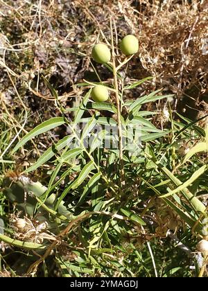 Arizona black walnut (Juglans major) Plantae Stock Photo - Alamy