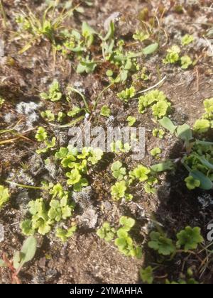 cloak fern (Cheilanthes sieberi Stock Photo - Alamy