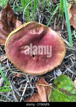 Ruby Bolete (Hortiboletus rubellus Stock Photo - Alamy