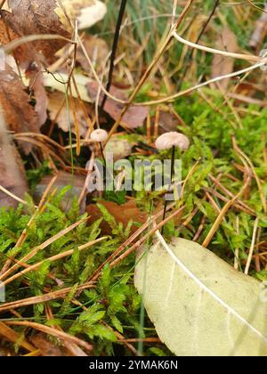 stinking parachute (Paragymnopus perforans Stock Photo - Alamy