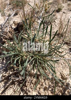 (Mentzelia humilis humilis Stock Photo - Alamy