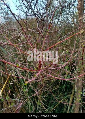 Makaka (Plagianthus divaricatus Stock Photo - Alamy