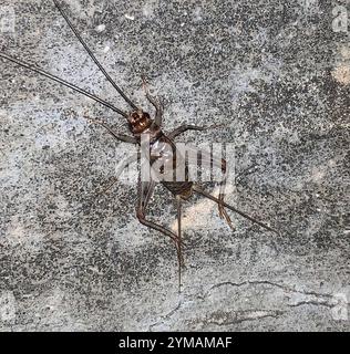 Tropical House Cricket (Gryllodes sigillatus Stock Photo - Alamy