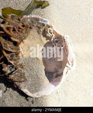 Scaled Worm Snail (Thylacodes squamigerus) Mollusca Stock Photo - Alamy
