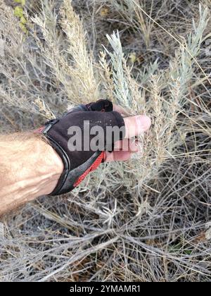 Silver Sagebrush (Artemisia cana Stock Photo - Alamy