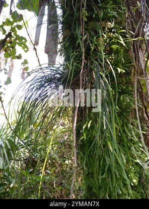 Shoestring Fern (Vittaria lineata Stock Photo - Alamy