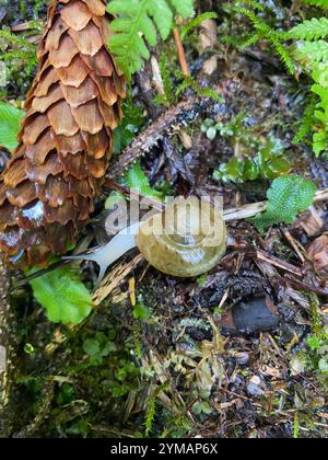 Robust Lancetooth Snail (Haplotrema vancouverense Stock Photo - Alamy